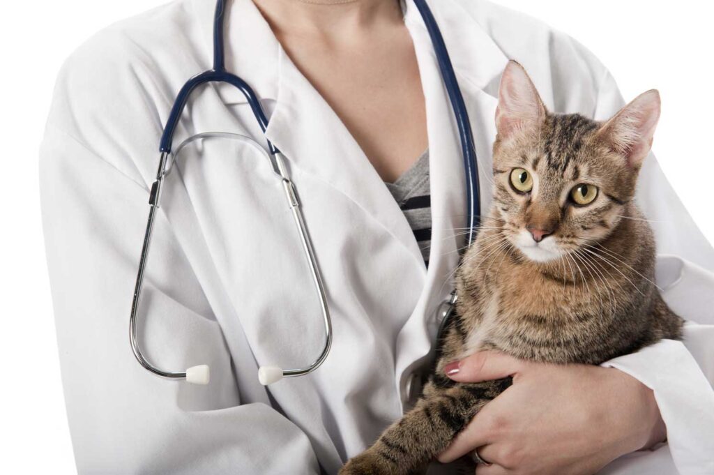 Hur ofta bör jag ta min katt till veterinären? - Lille Katt